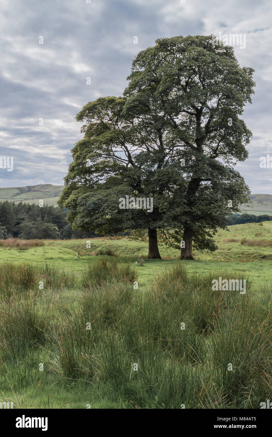 Sycamore trees hi-res stock photography and images - Alamy