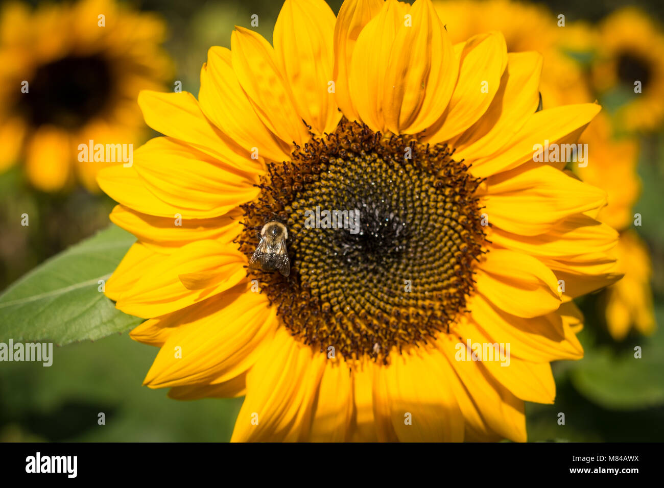 Bee love sunflower hi-res stock photography and images - Alamy