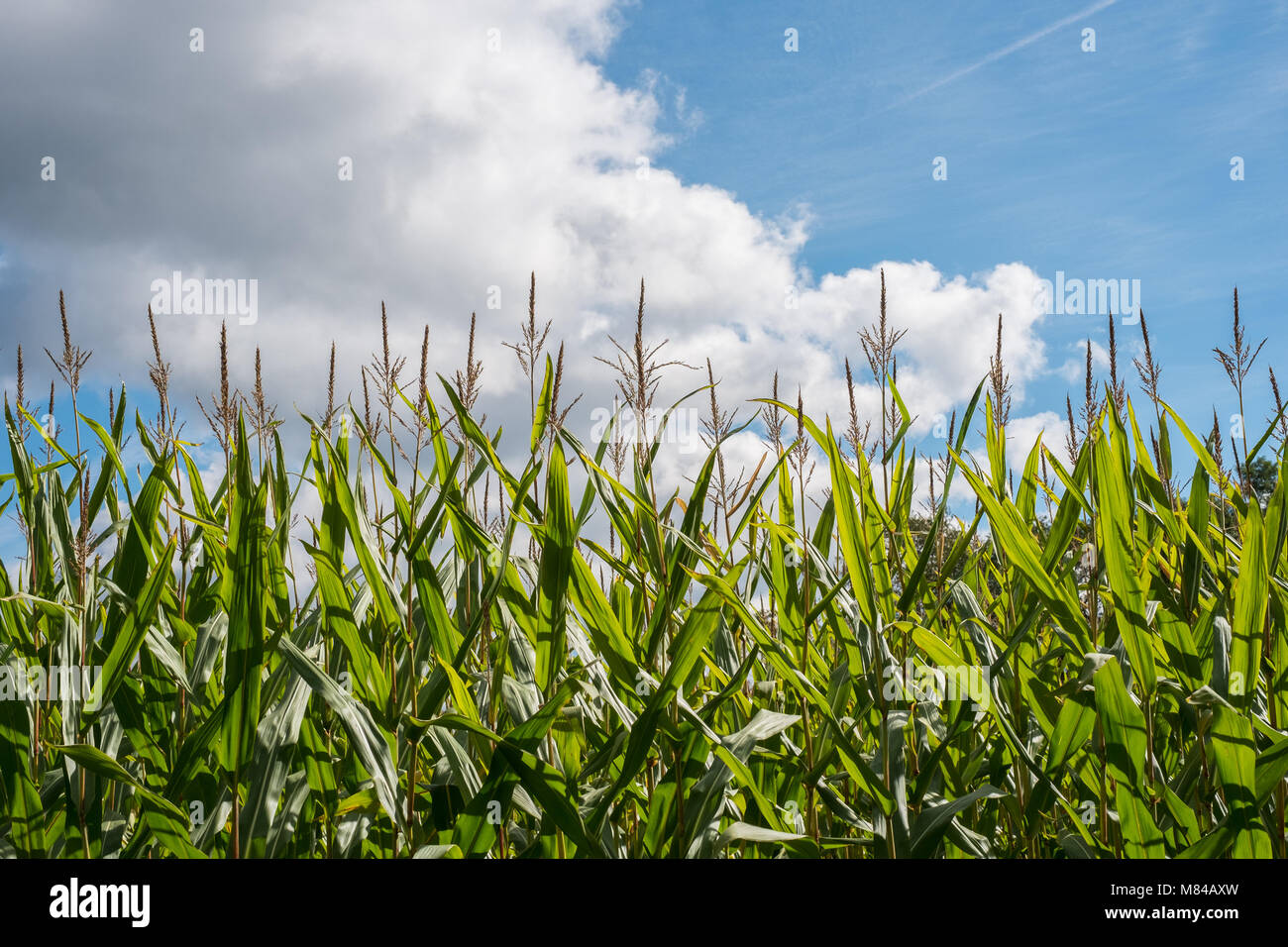 Corn ready for harvest in Vermont Stock Photo - Alamy