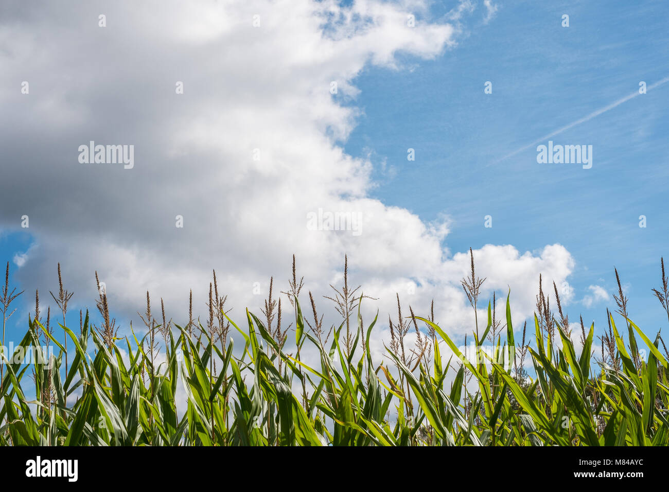 Corn field in vermont hi-res stock photography and images - Alamy