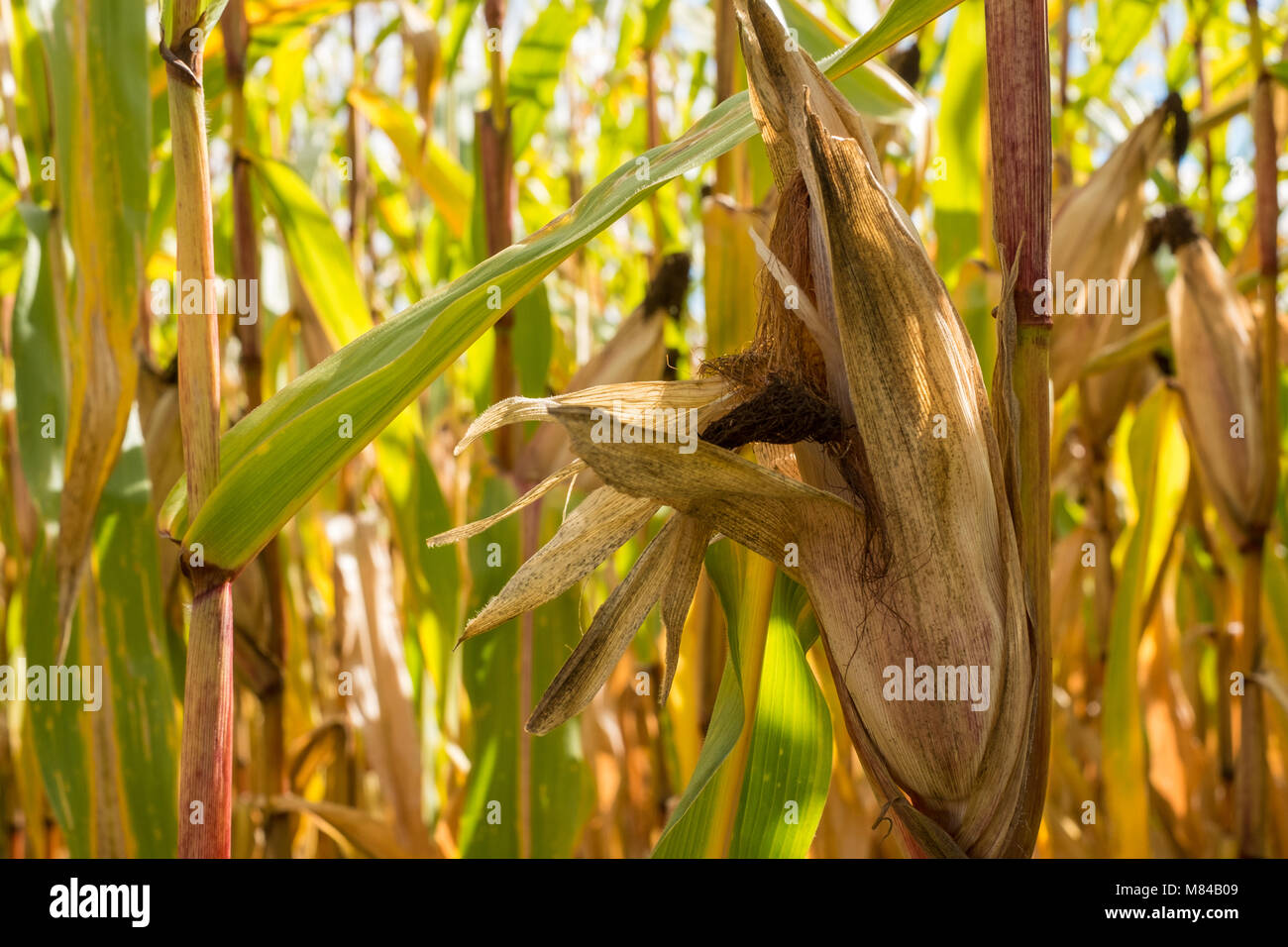 Corn ready for harvest in Vermont Stock Photo - Alamy