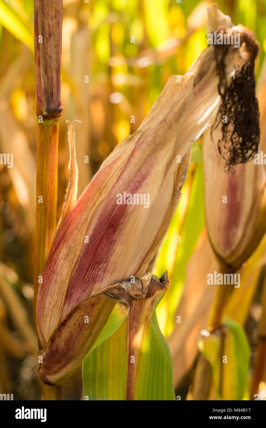 Corn ready for harvest in Vermont Stock Photo - Alamy