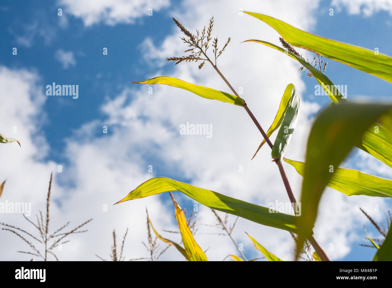 Corn ready for harvest in Vermont Stock Photo - Alamy
