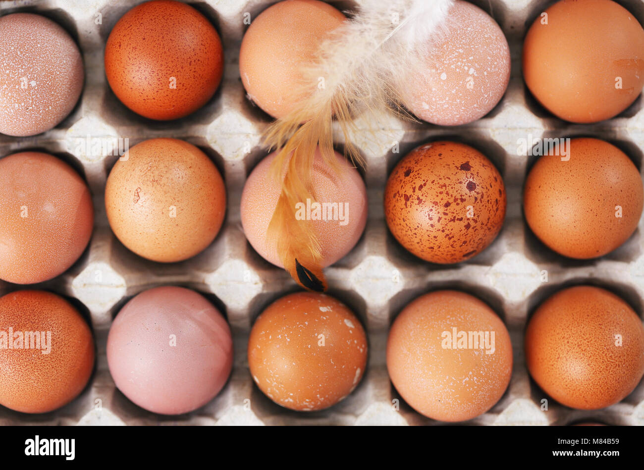 eggs in the tray Stock Photo - Alamy