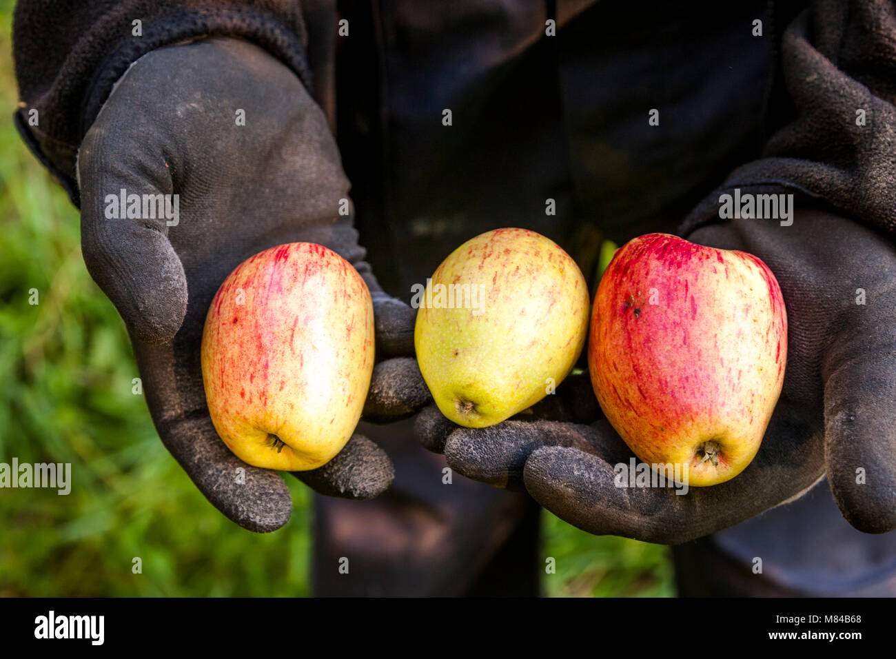 Fruit juice trees hi-res stock photography and images - Alamy