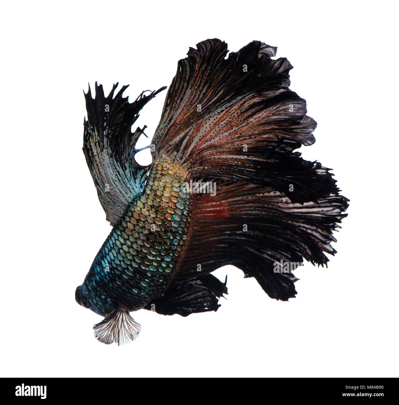 Beautiful thai black fighters fish. Isolated on white background Stock ...