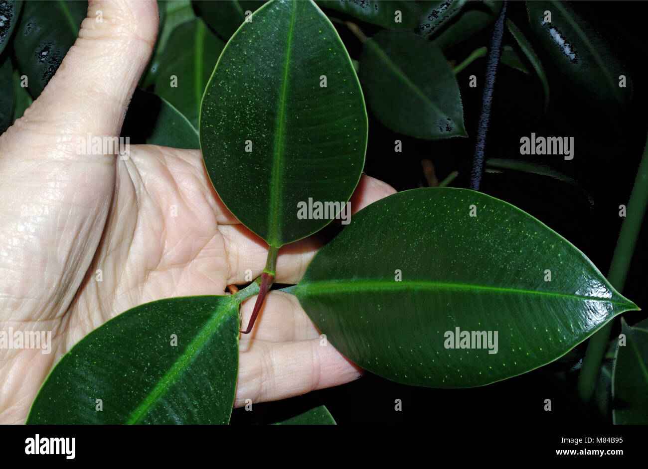Leaves of ficus robusta Stock Photo - Alamy