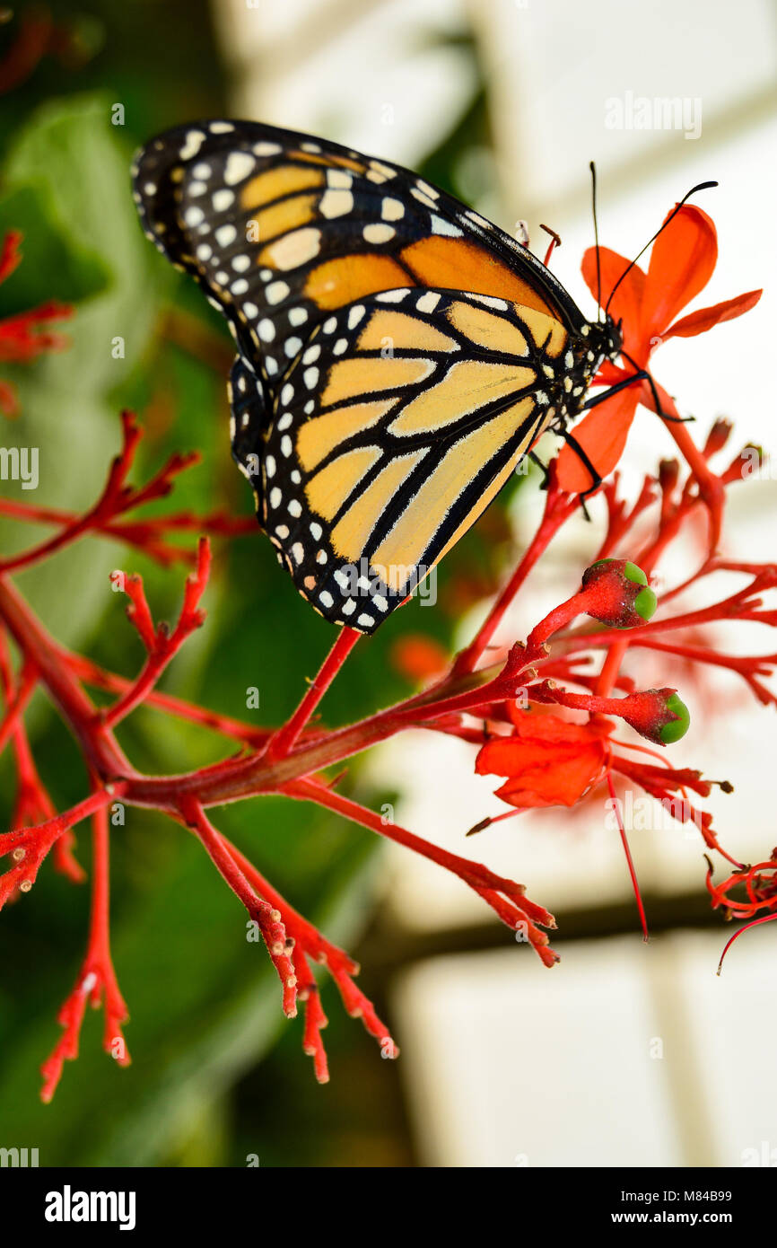 Monarch butterfly cocoon hi-res stock photography and images - Alamy