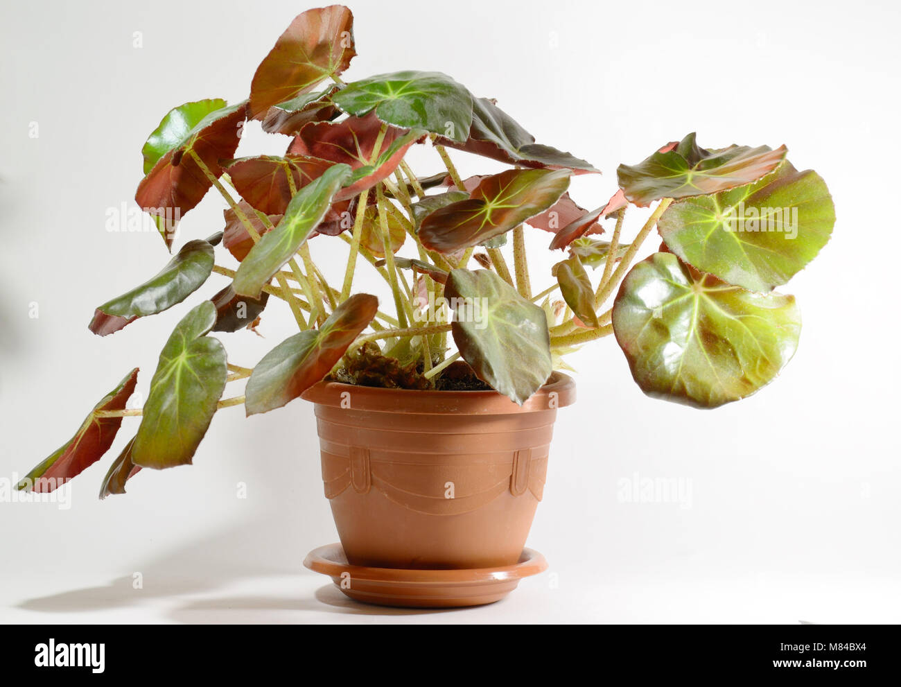 Begonia erythrophylla-this herbaceous plant.It serves as a decoration ...