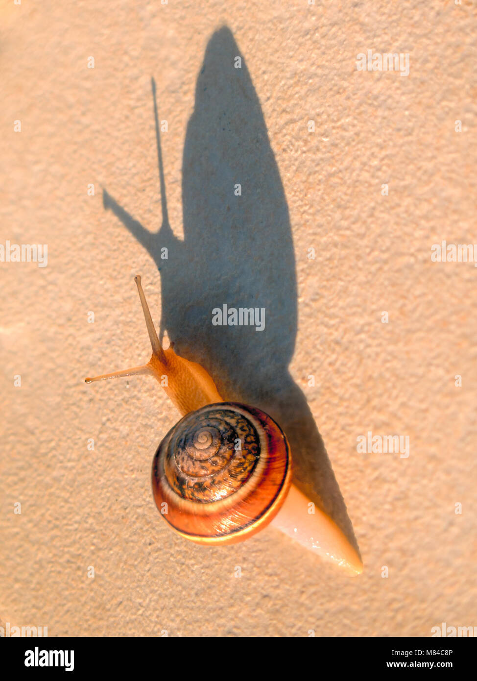 small golden brown snail with a shell with circle patterns casting a ...