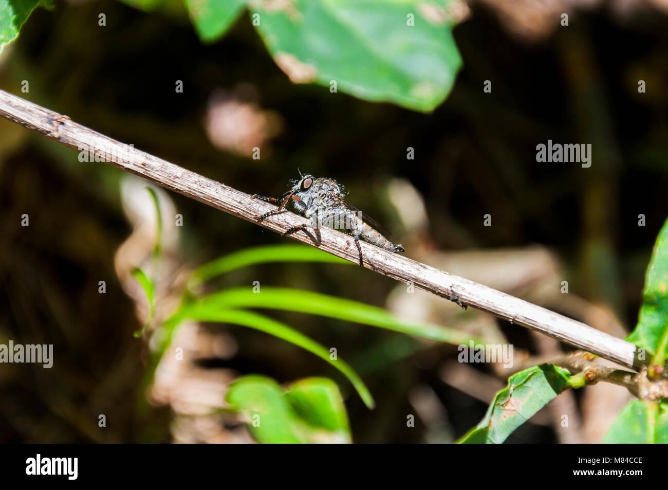 Furious horsefly twig insect sitting on plant stem Stock Photo - Alamy