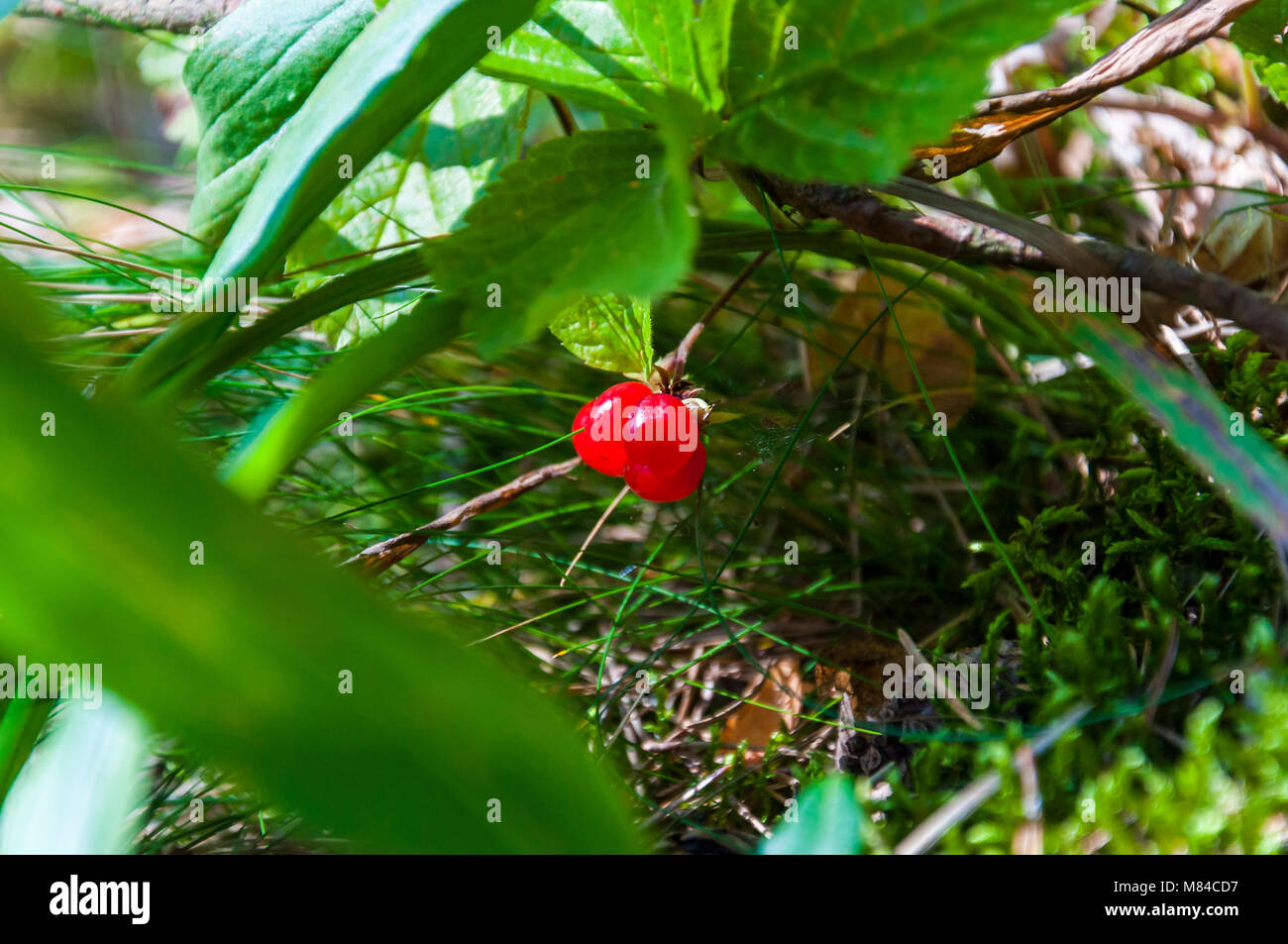 Wild red bramble berries brunch hiding in forest grass Stock Photo - Alamy