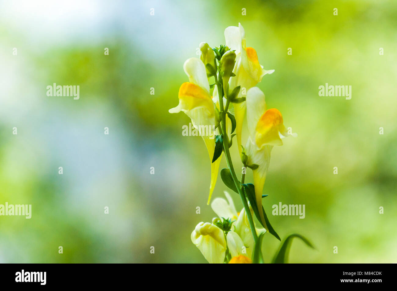 White yellow blooming Linaria wild flower plant. The genus is native to ...