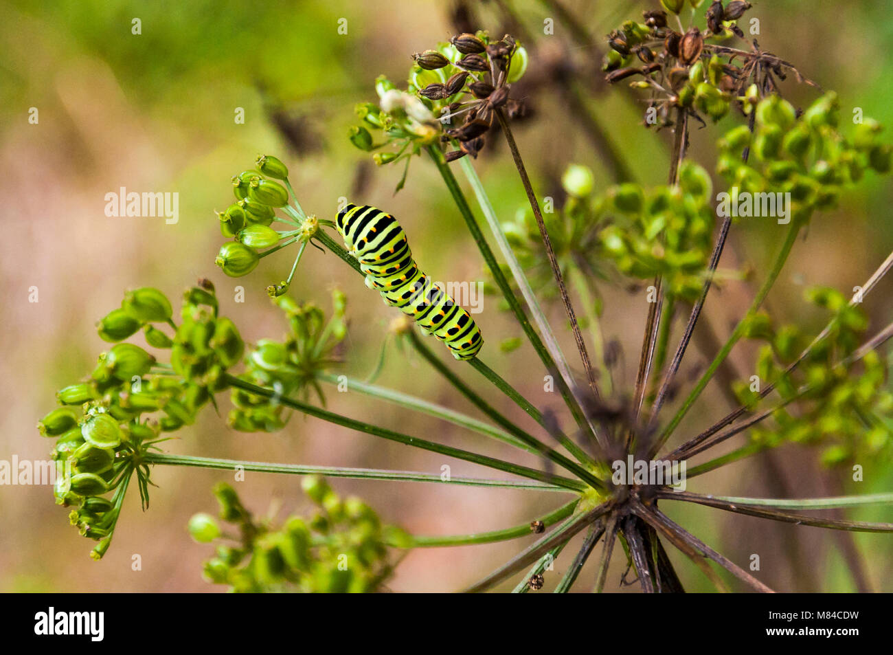 Vibrant caterpillar insect sitting on flower Stock Photo - Alamy