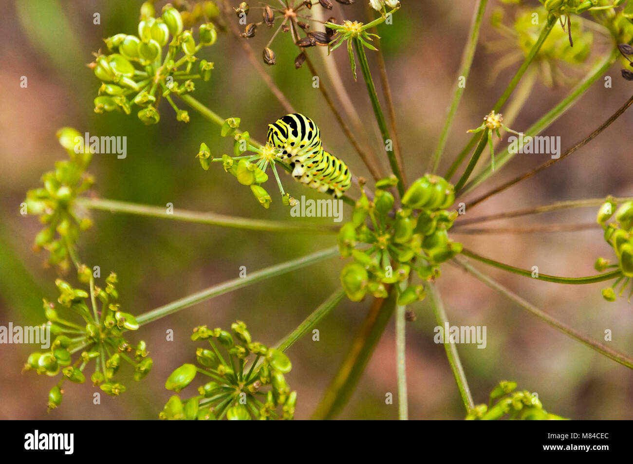 Vibrant caterpillar insect sitting on flower Stock Photo - Alamy