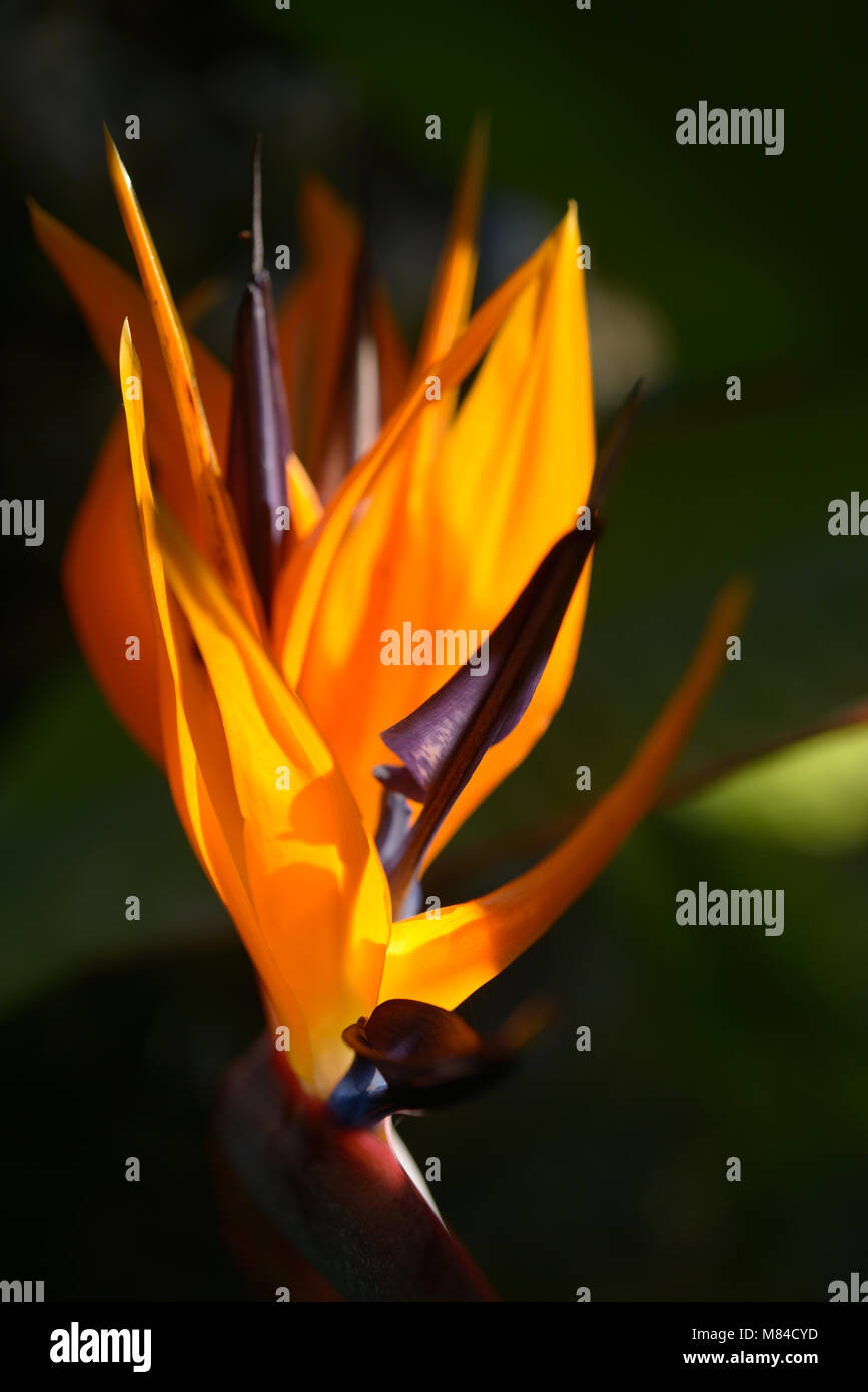Orange Strelitzia flower in a garden Stock Photo - Alamy