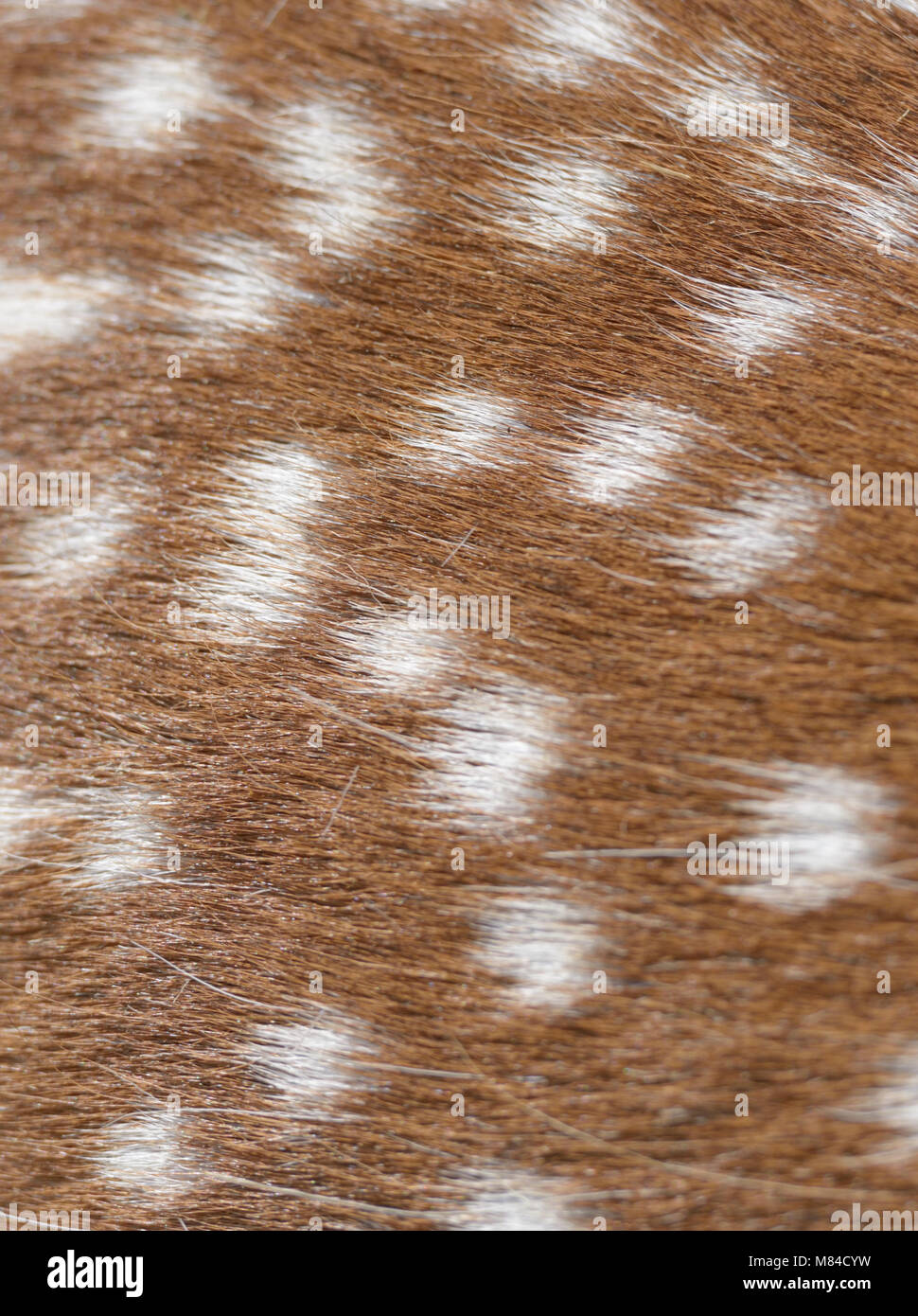Spotted fur of a sika deer Stock Photo - Alamy