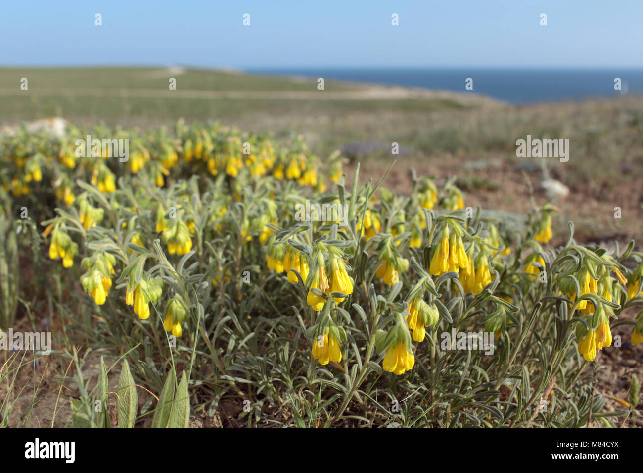 Flowers of Golden-flowered Onosma in Crimea Stock Photo - Alamy