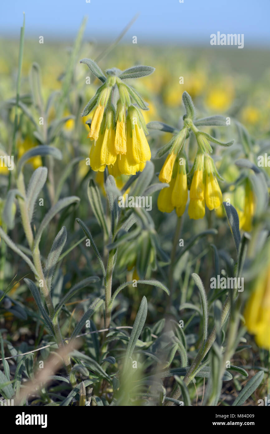 Flowers of Golden-flowered Onosma in Crimea Stock Photo - Alamy