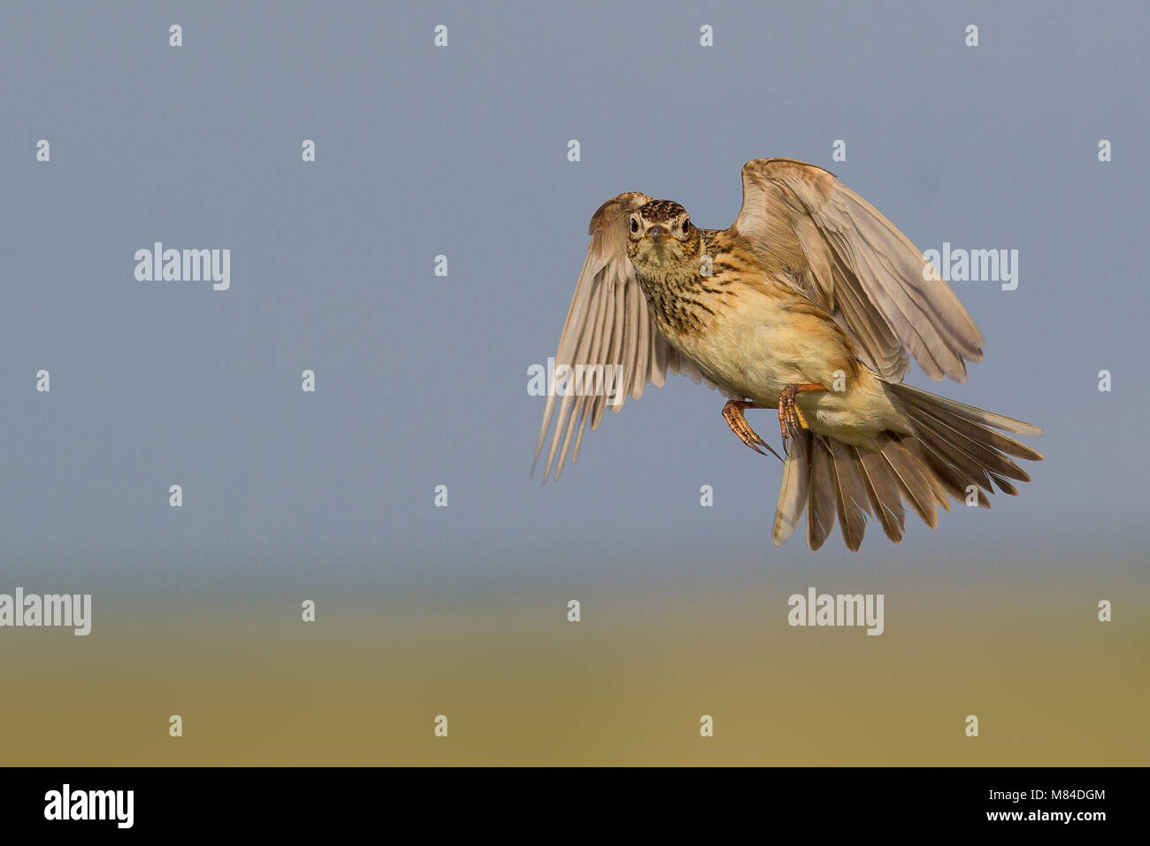 skylark in flight Stock Photo - Alamy