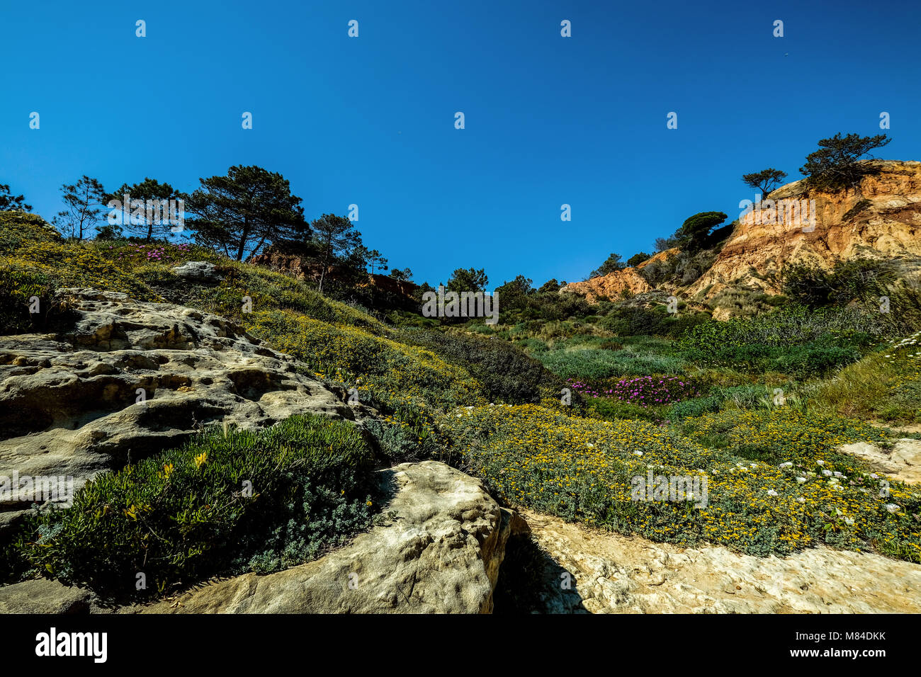 Plants south portugal hi-res stock photography and images - Alamy