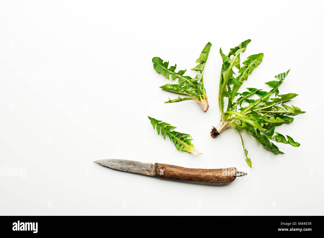 Fresh dandelion leaves on white background overhead shoot Stock Photo ...