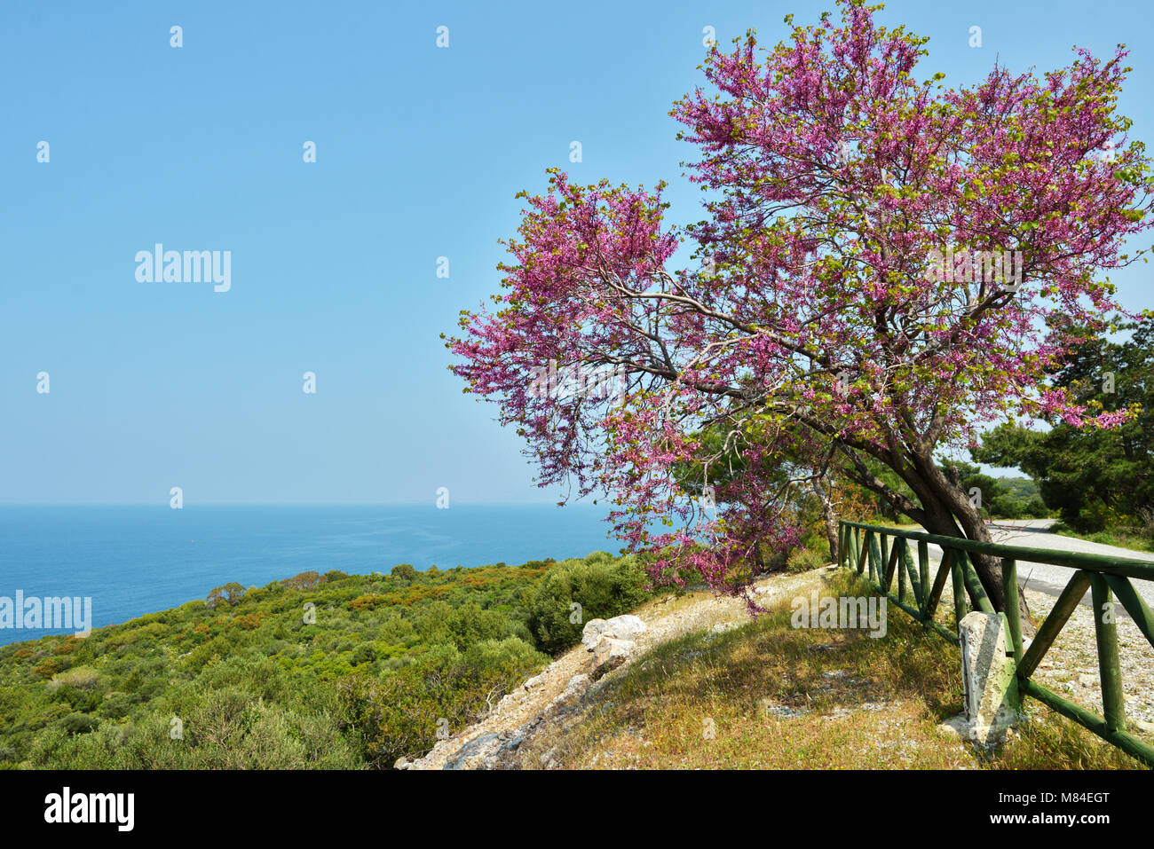 Judas tree against the sea in the Dilek national park, Turkey Stock ...