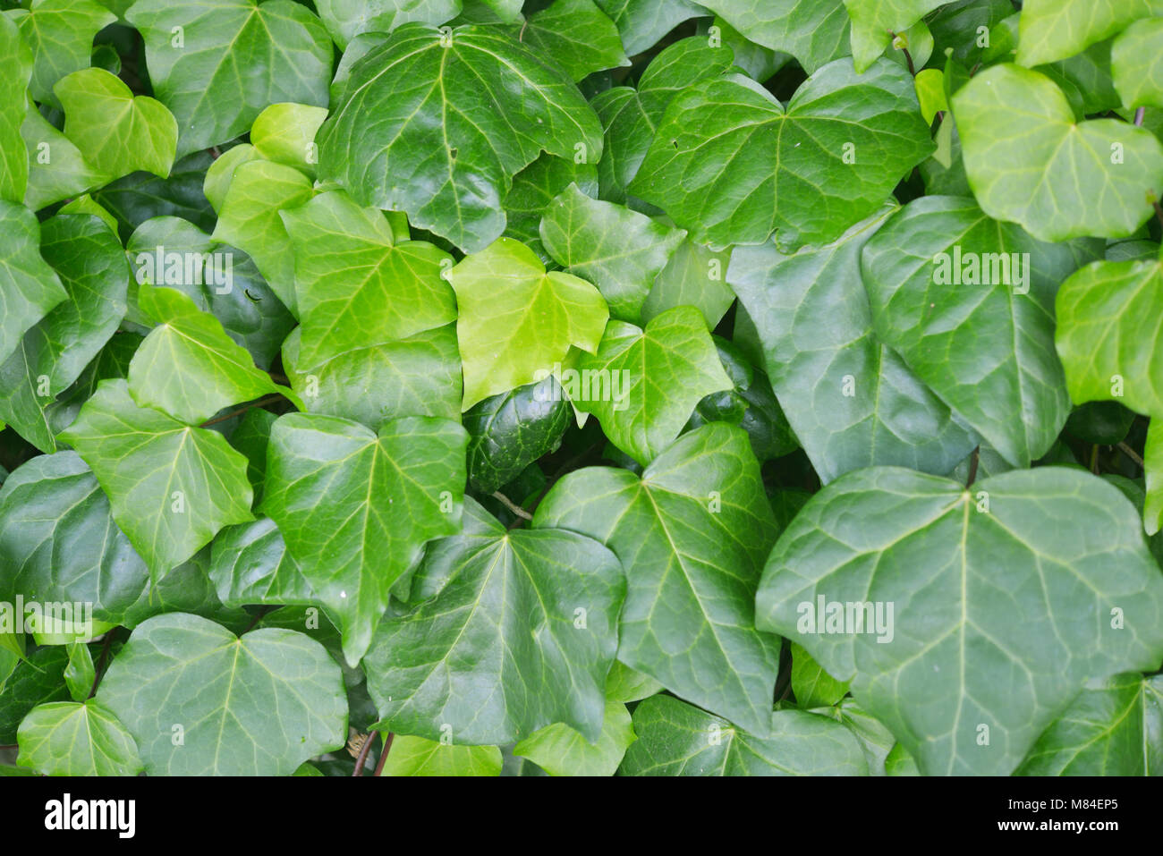 English ivy hi-res stock photography and images - Alamy