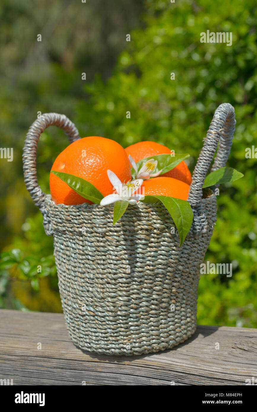 Mandarin oranges in a basket outdoors Stock Photo - Alamy
