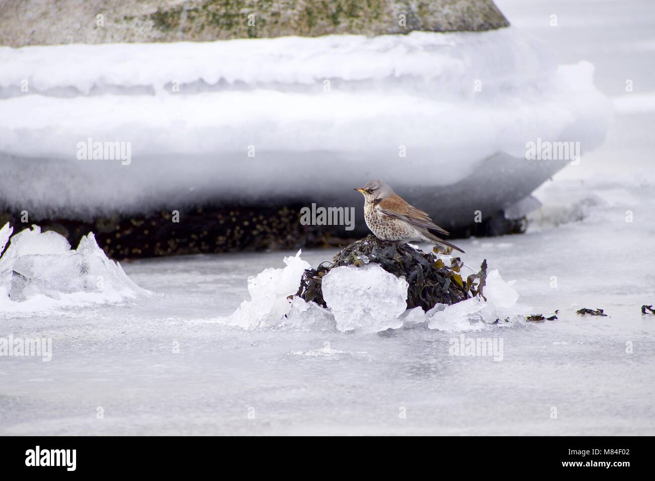 Fieldfare on frozen sea Stock Photo - Alamy