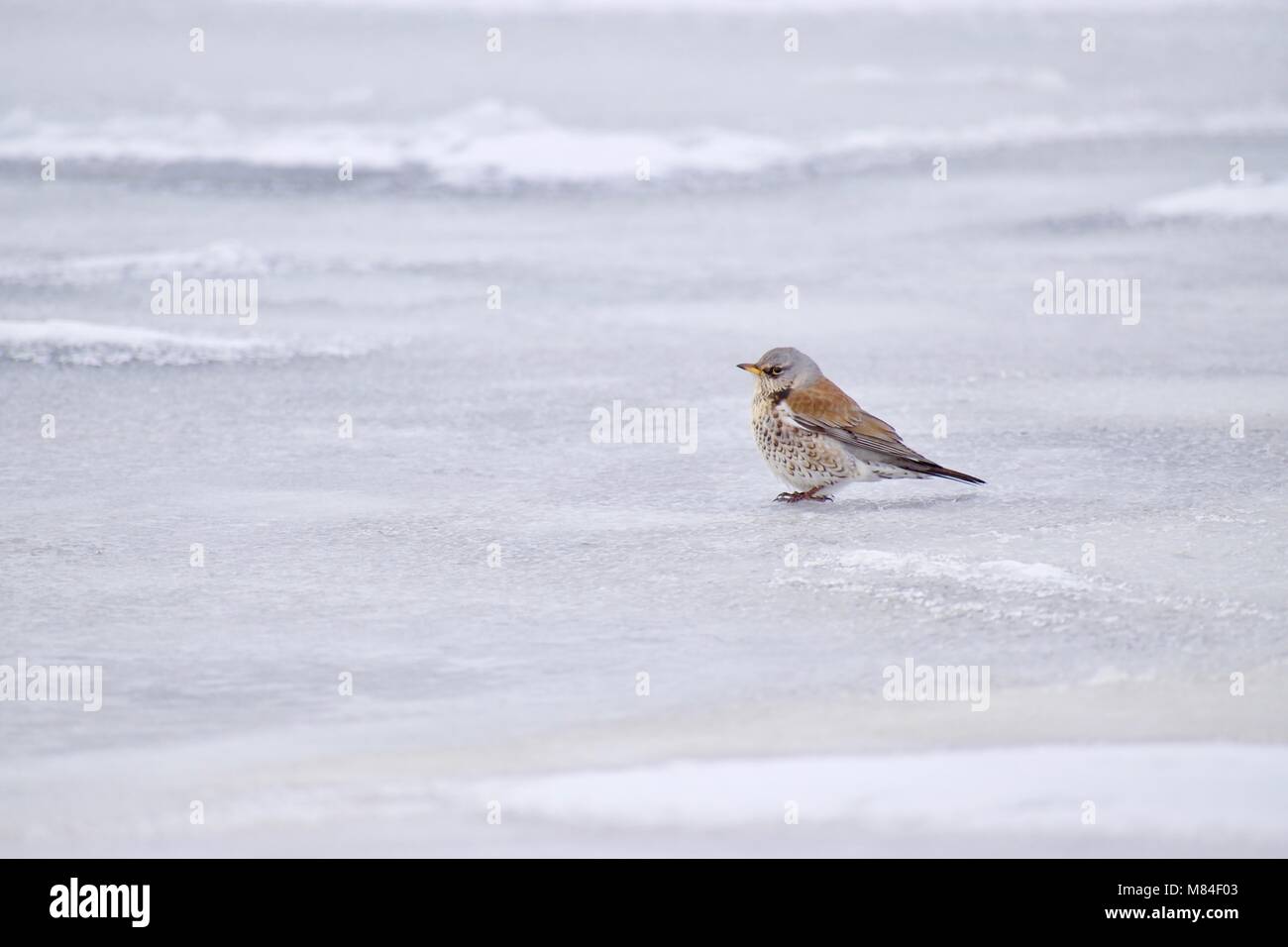 Malmo wildlife hi-res stock photography and images - Alamy