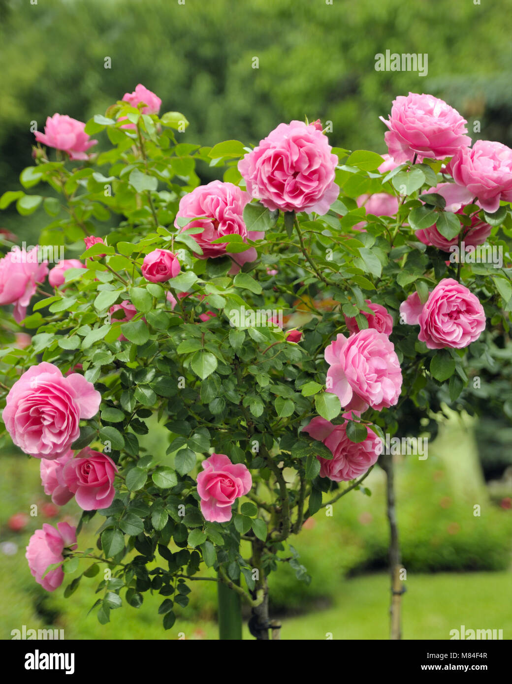 Standard pink roses in a garden Stock Photo - Alamy
