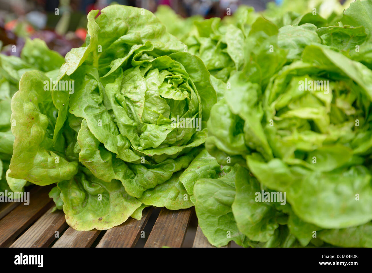New lettuce on farmers hi-res stock photography and images - Alamy