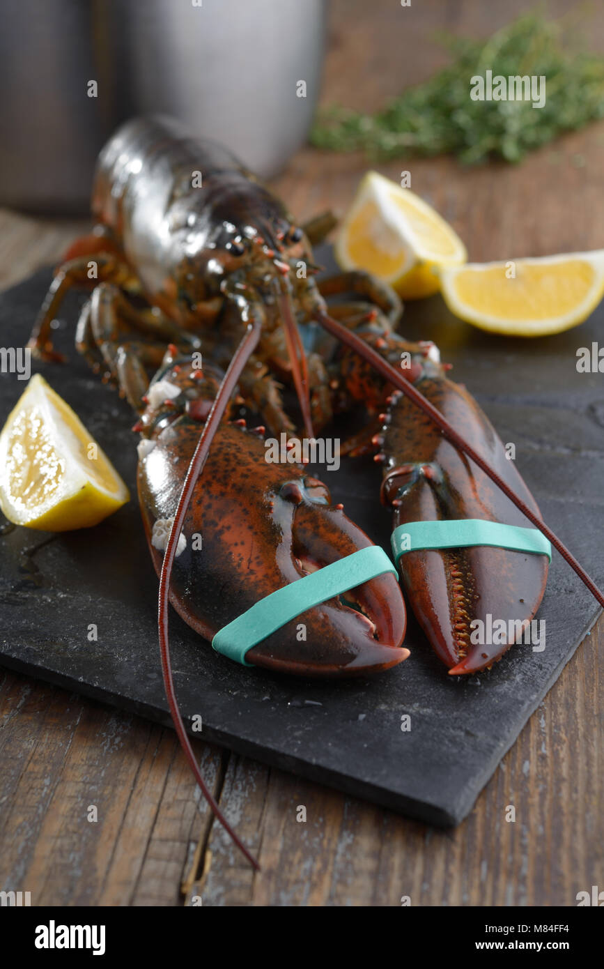 Clawed lobster hi-res stock photography and images - Alamy