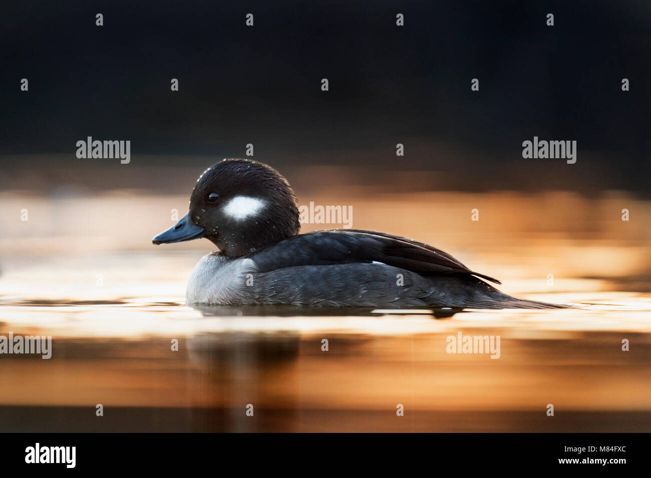 Female bufflehead hi-res stock photography and images - Alamy