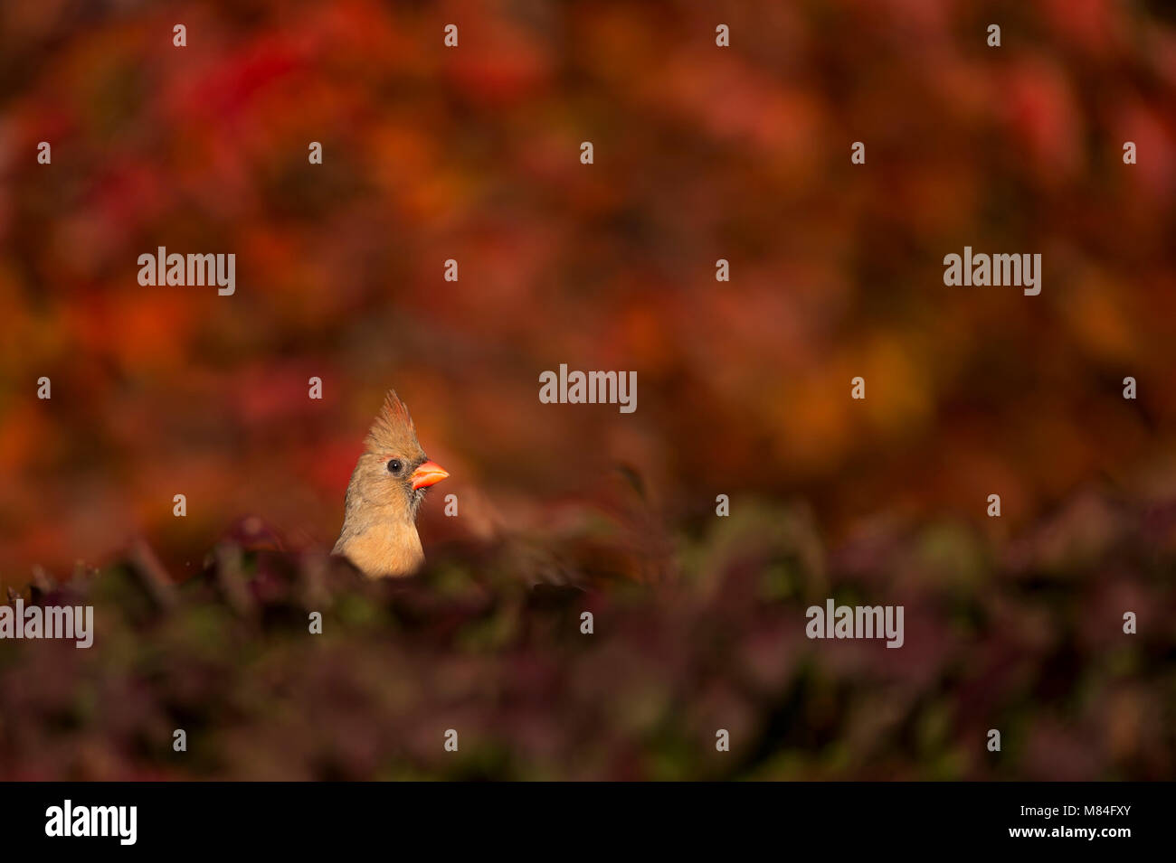 A female Northern Cardinal peeks out from the top of a red bush with a ...
