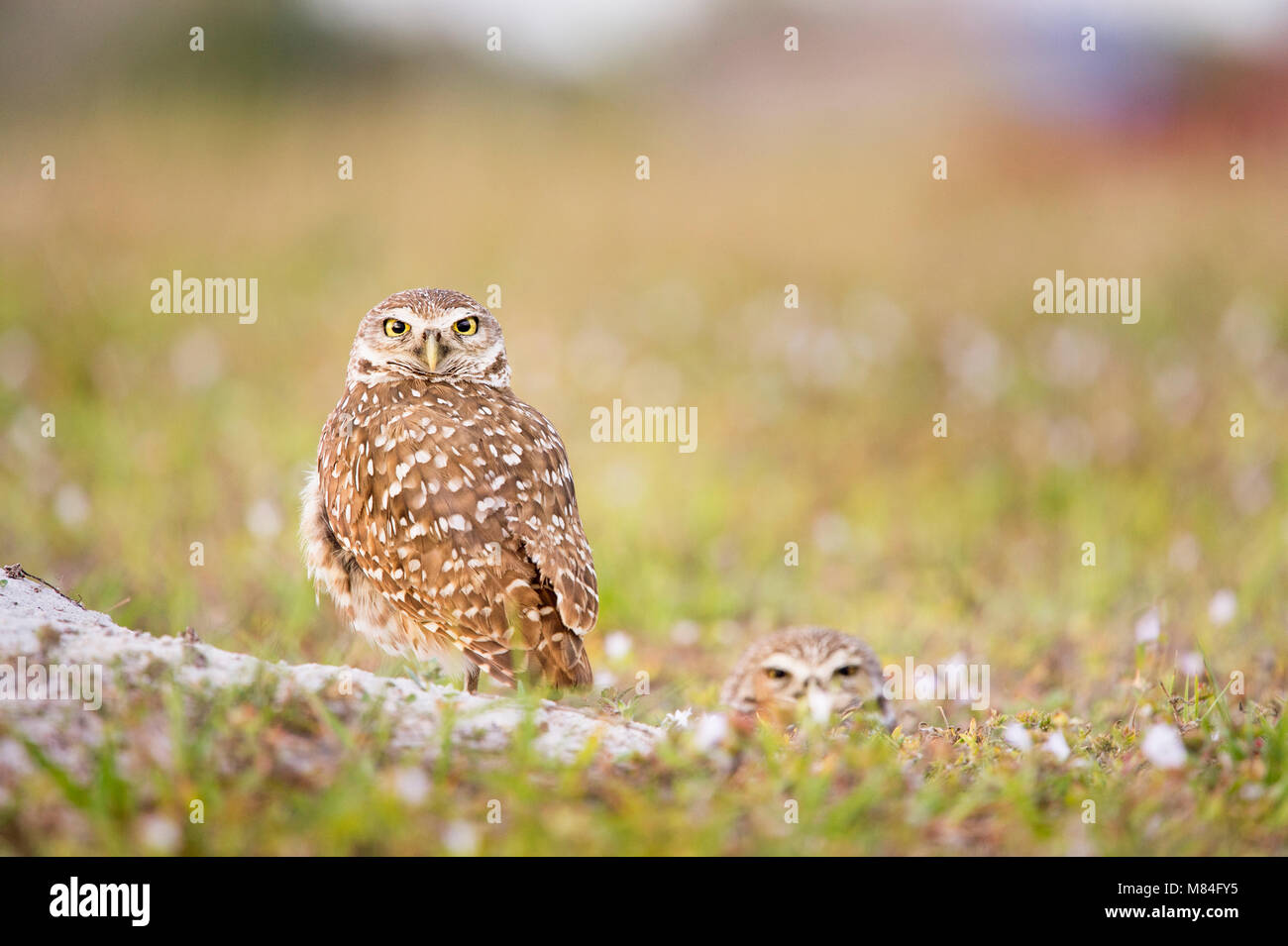 A pair of Florida Burrowing Owls stand near the entrance to their burrow in a field of green and ...