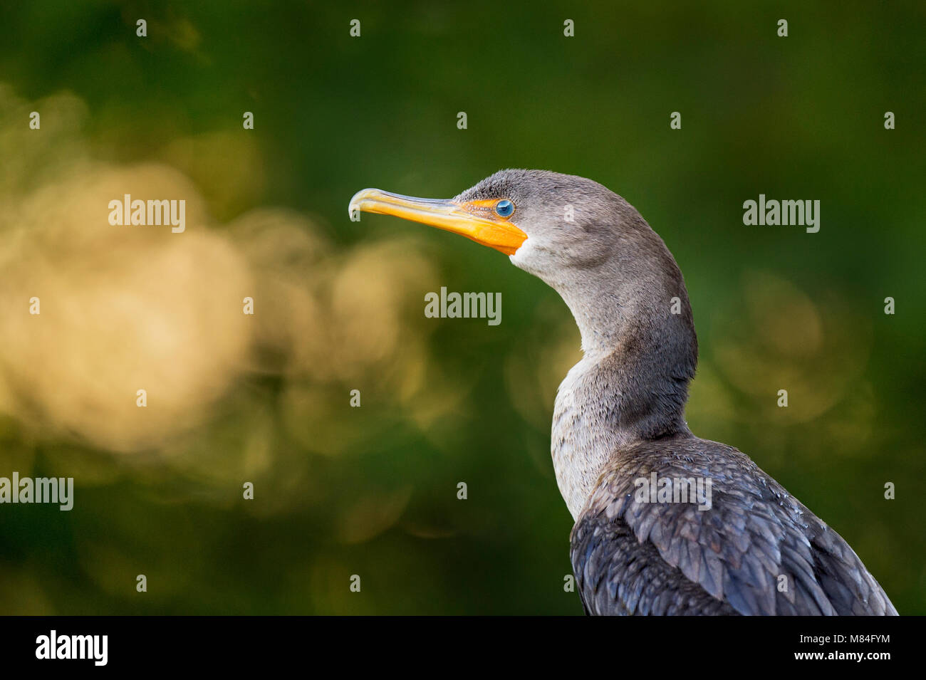 A close portrait of a Double-crested Cormorant with a background of the ...