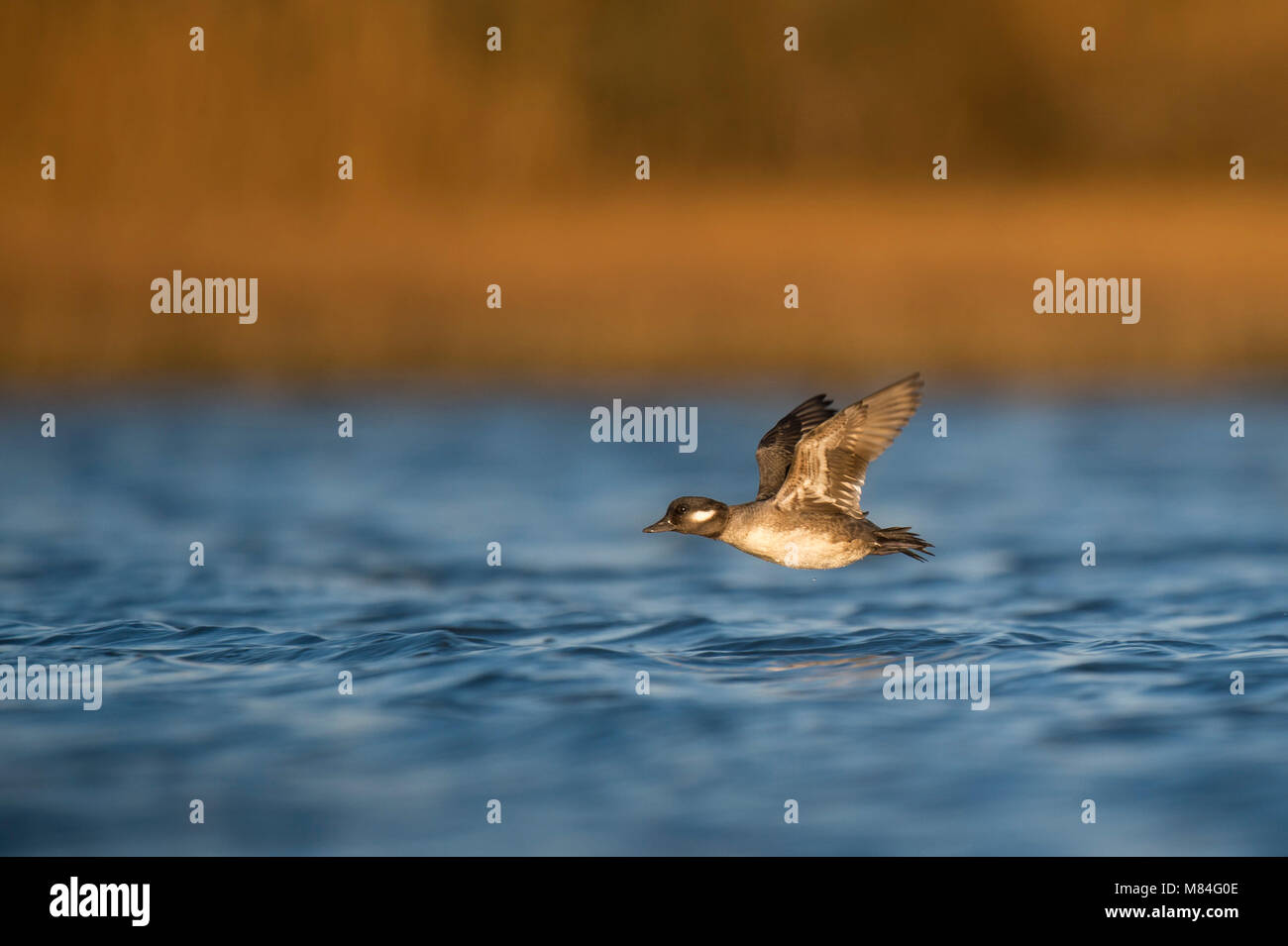 A female Bufflehead duck flies low over the water with brown marsh ...