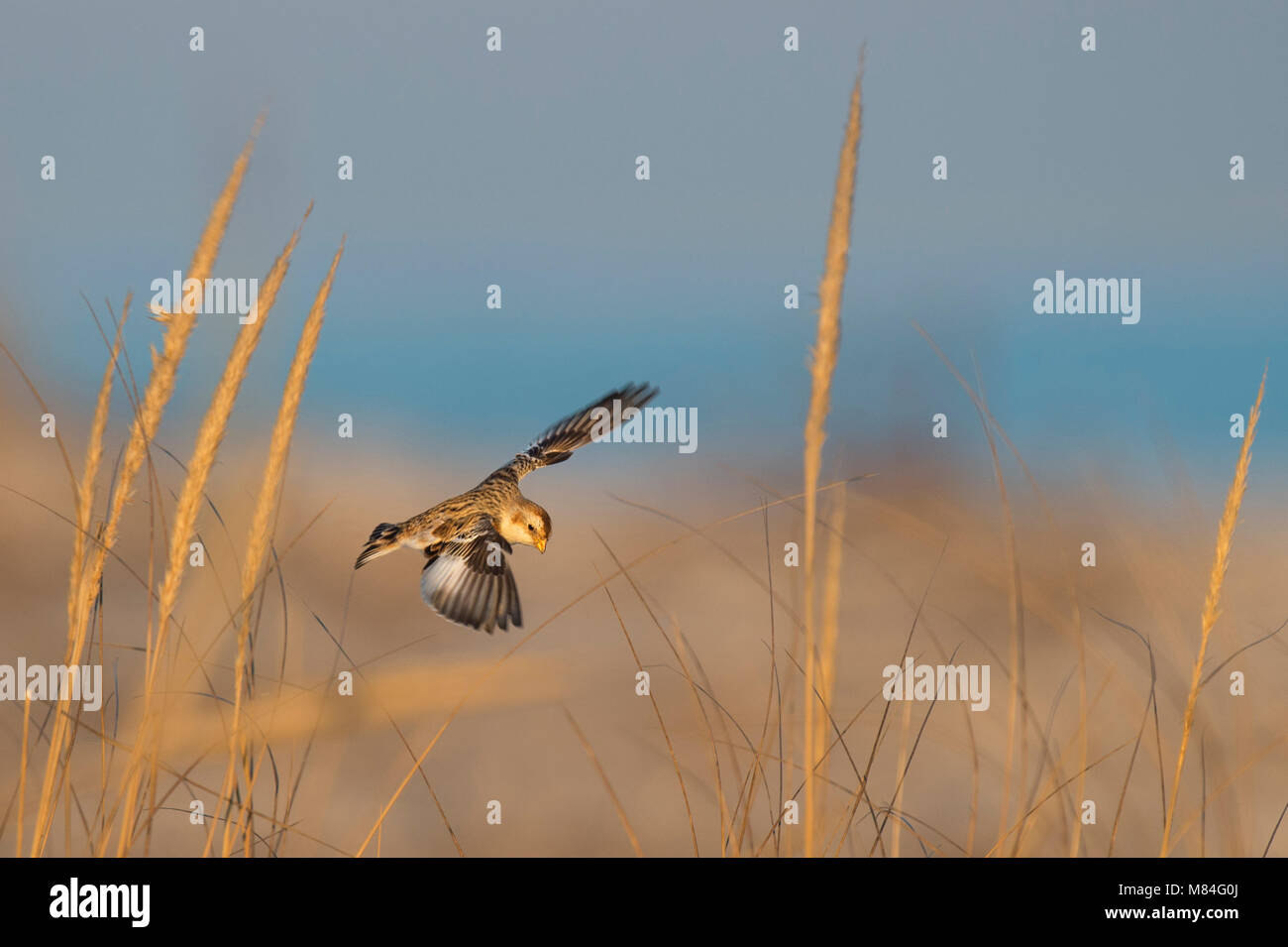 Snow Bunting in flight in dune grass with a smooth blue background in ...
