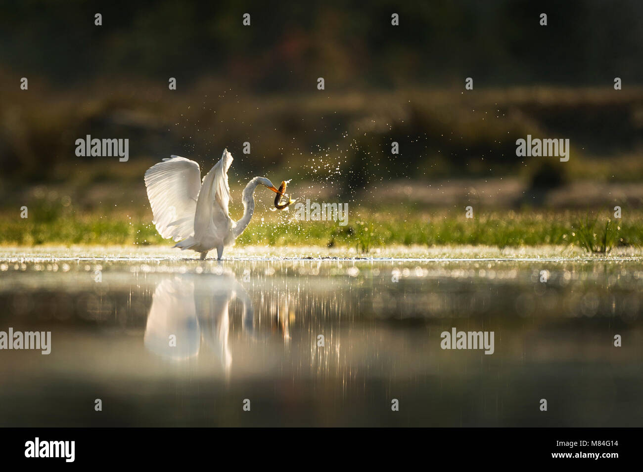 Pickerel fish hi-res stock photography and images - Alamy