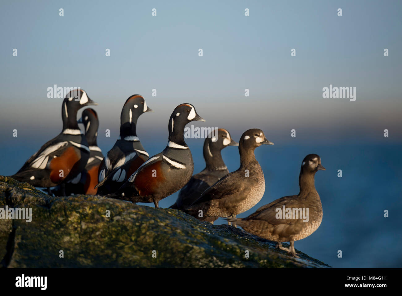 A small group of male and female Harlequin Ducks stand on a jetty rock ...