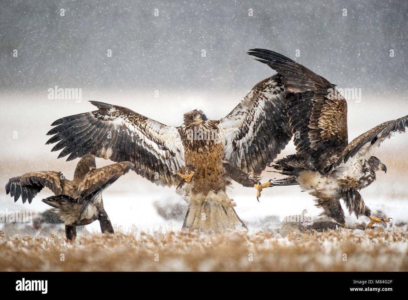 Juvenile bald eagles hi-res stock photography and images - Alamy