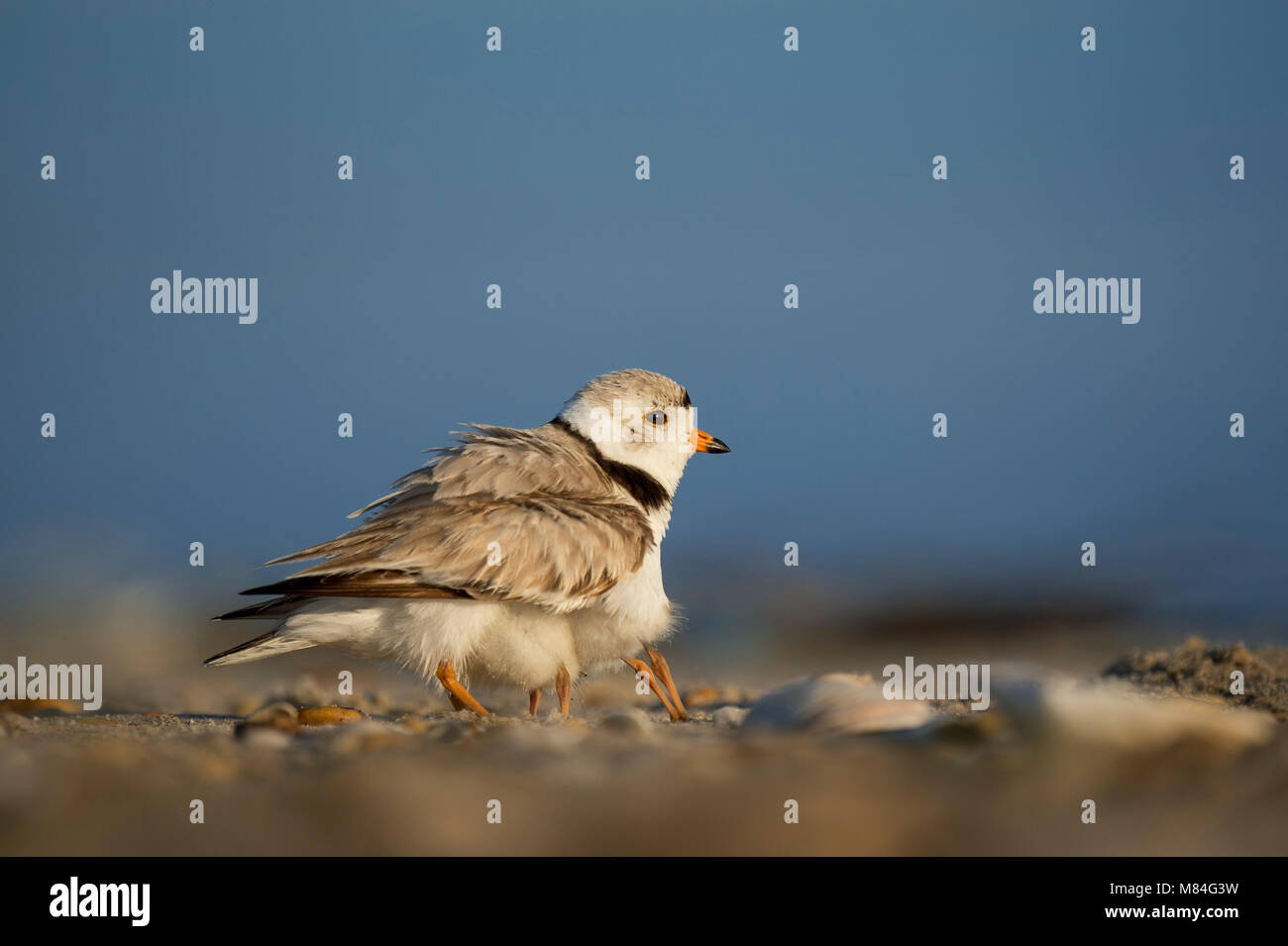 Baby Piping Plover chicks hide underneath of an adult trying to stay ...
