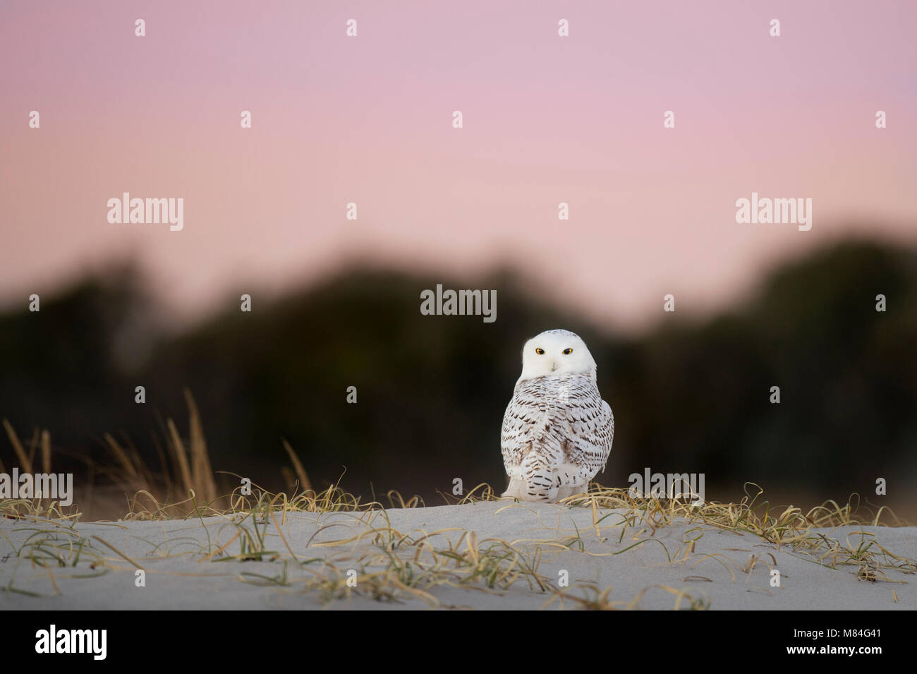 A Snowy Owl sits on a beach sand dune with dark trees and a pink and ...