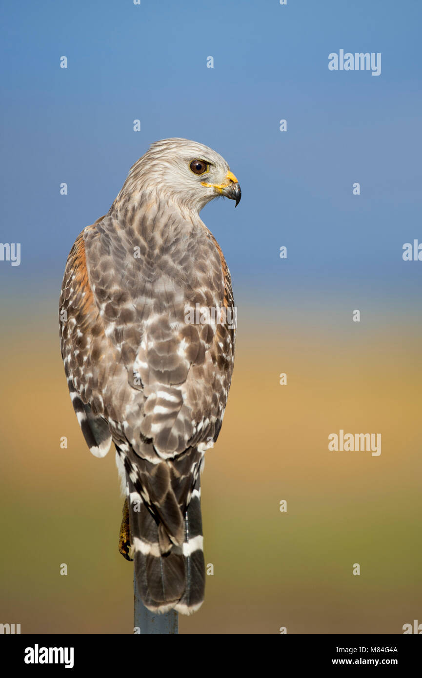 A Red-shouldered Hawk perched on a pole on a sunny day with a smooth ...