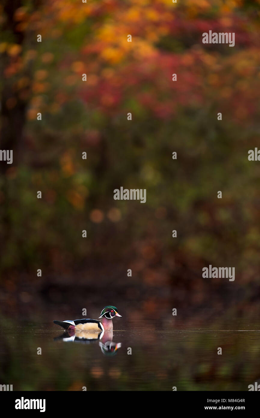 A Wood Duck floats on a calm pond with some autumn colors in the trees ...