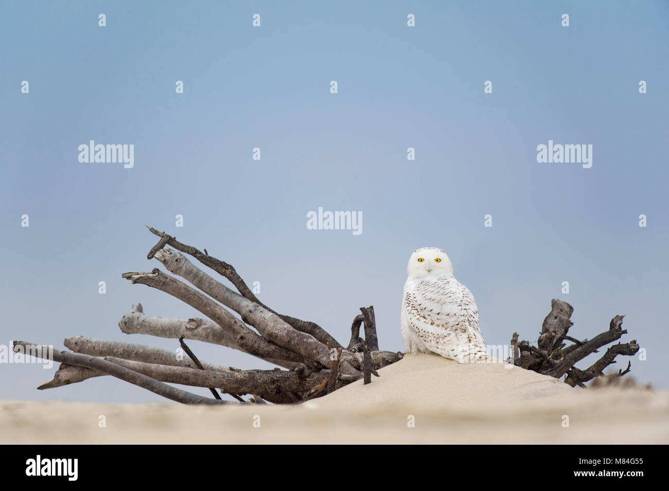 A Snowy Owl sits on a pile of sand nestled in between large pieces of ...