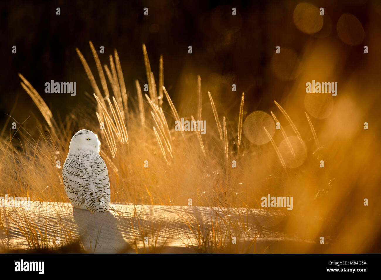 A Snowy Owl sits on a sand dune on the beach with glowing grasses ...