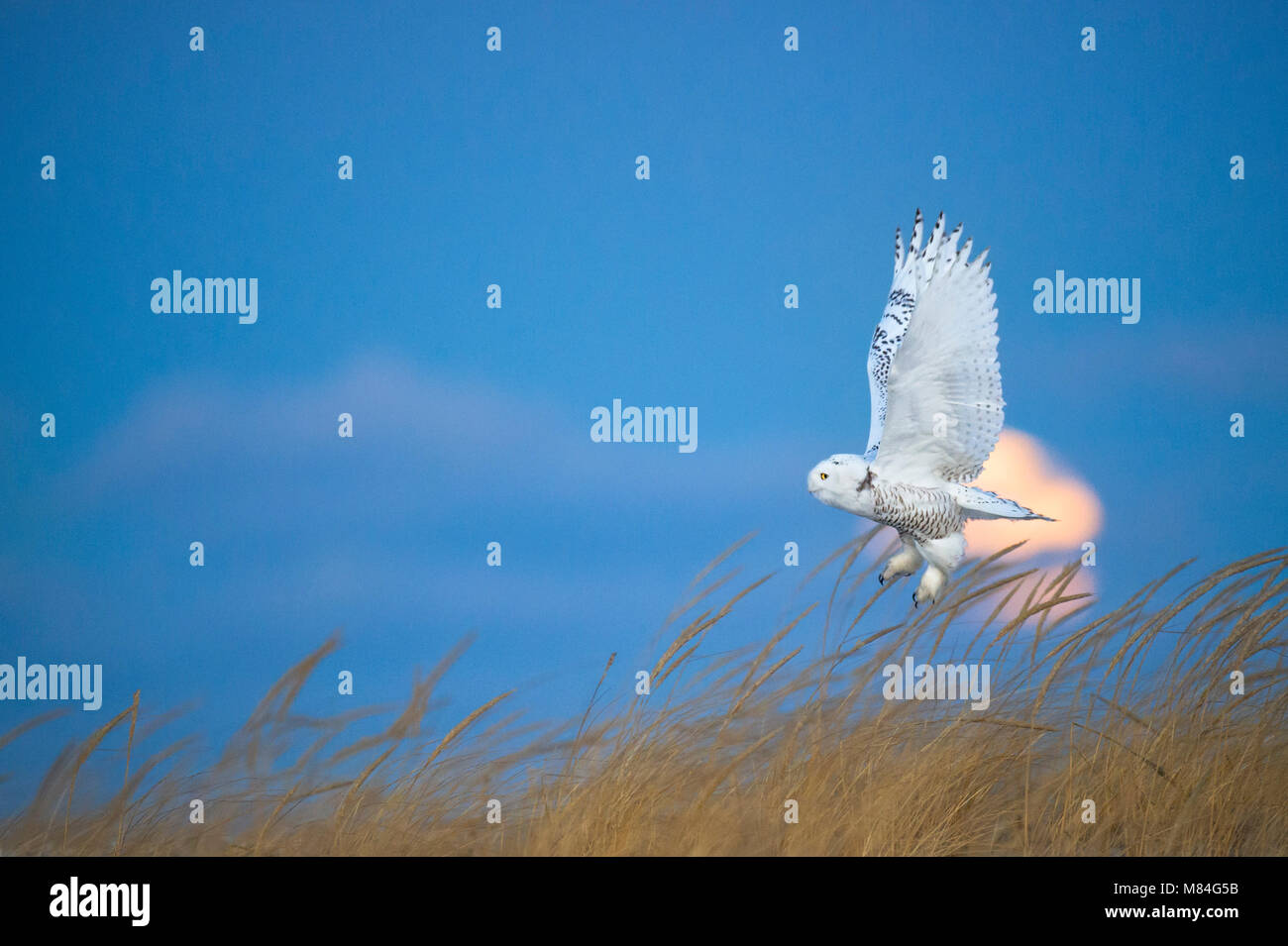 A Snowy Owl takes flight against a deep blue dusk sky with out of focus ...